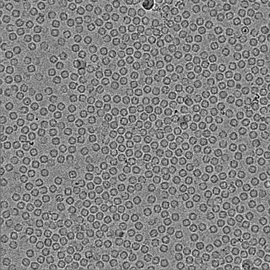 Instruct.SI CryoEM Advanced Workshop 2025, Single Particle Analysis - Instruct.SI